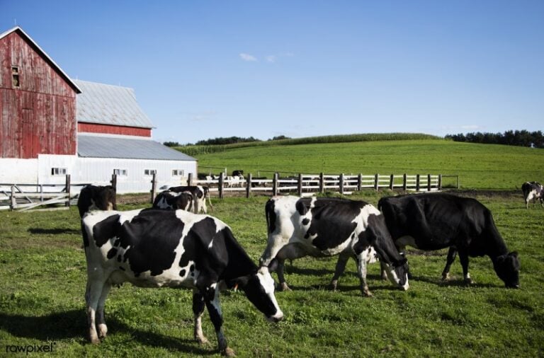 NY Dairy Producers Urged to Apply for Modernization Grants – Finger ...