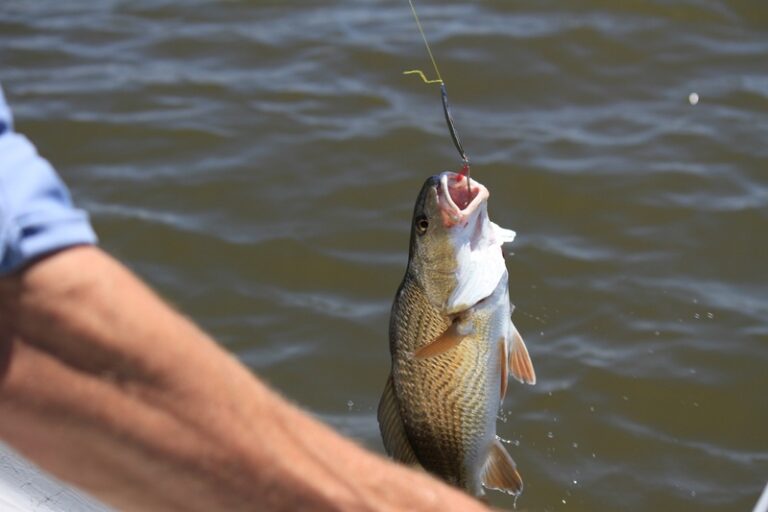 Bass Fishing Harvest Season Opens on Monday – Finger Lakes Daily News
