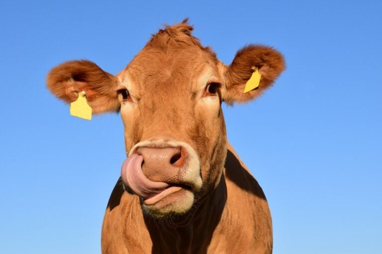Invasive Tick Linked to Livestock Death in New York – Finger Lakes ...