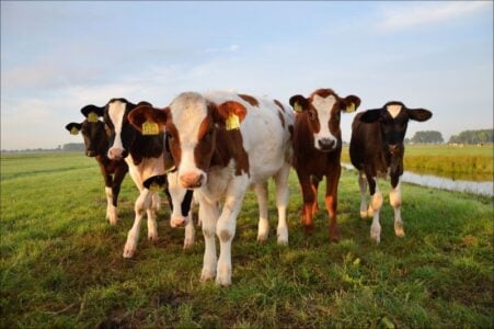 Cattle Theft Investigation Leads to Two Arrests in Genesee County ...