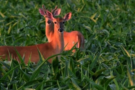 DEC Adopts New Deer Hunting Rules to Increase Antlerless Harvest ...