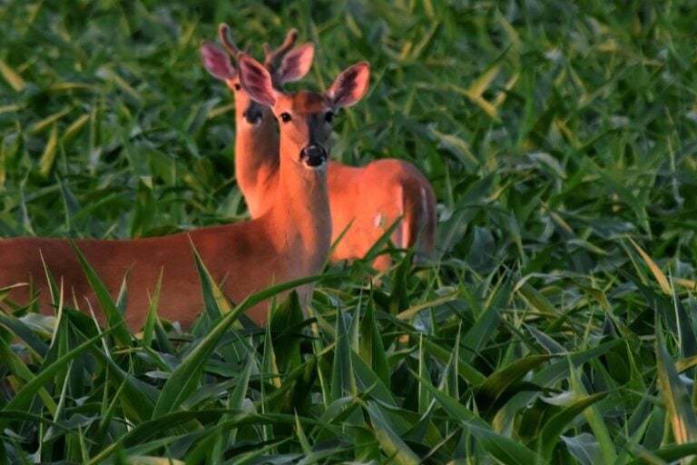 DEC Adopts New Deer Hunting Rules to Increase Antlerless Harvest ...