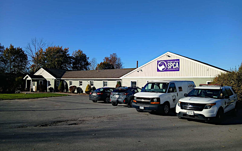 Auburn SPCA Seizes Hundreds of Animals – Finger Lakes Daily News